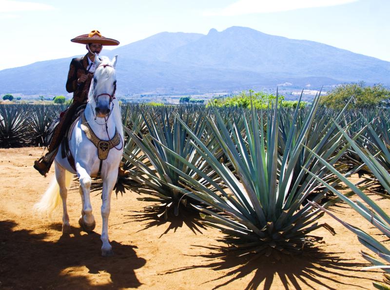 Tequila, Jalisco, el lugar que le dio a México su fama a nivel mundial ...